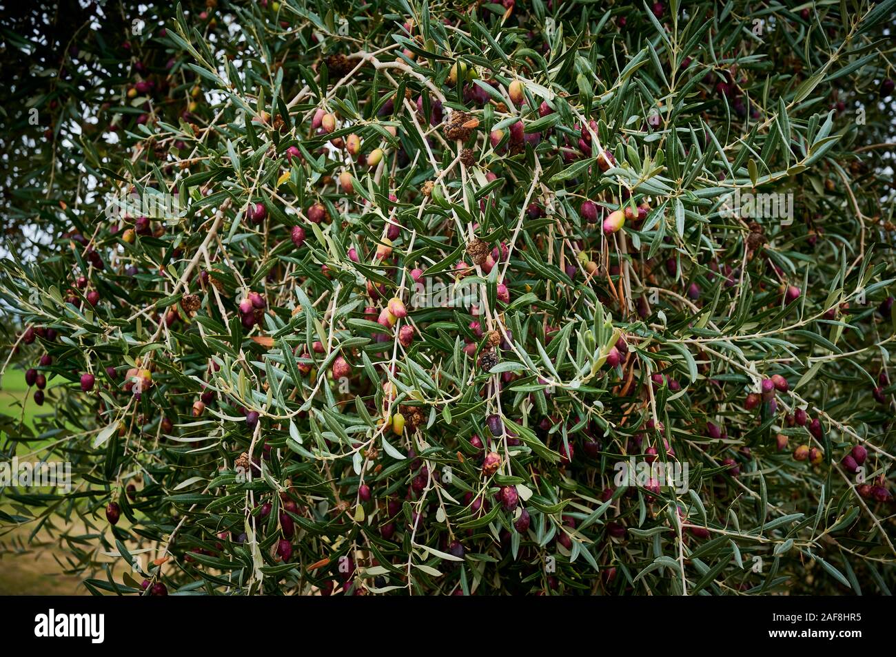 Olive grove of picual olives in Spain before harvesting in winter Stock ...