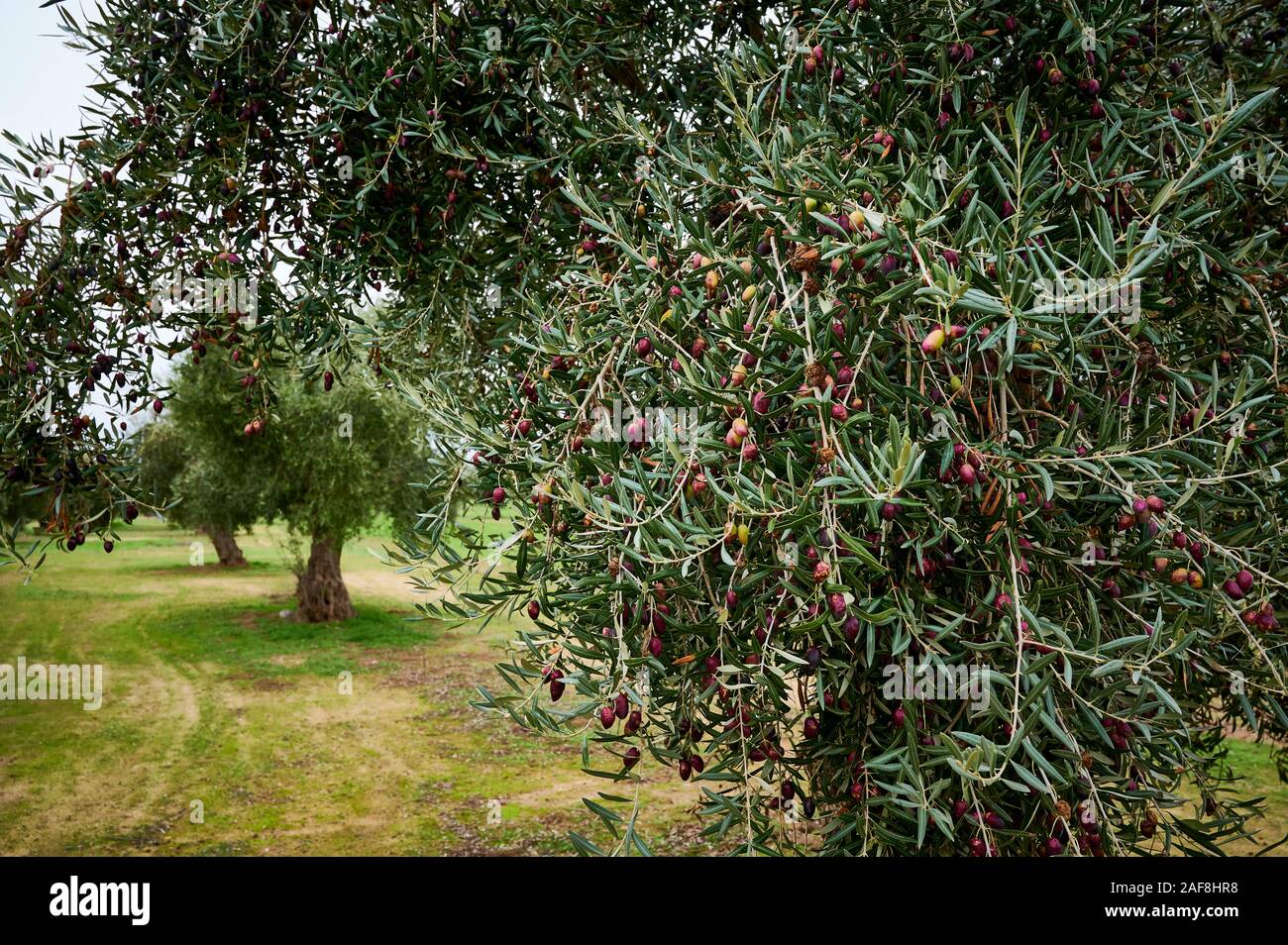Olive grove of picual olives in Spain before harvesting in winter Stock ...