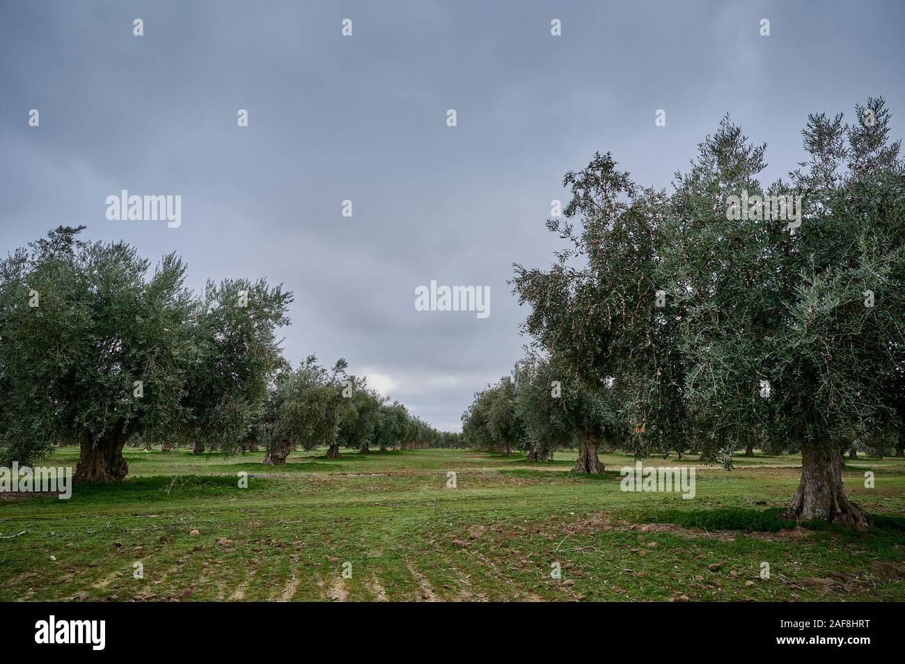 Picual olive hi-res stock photography and images - Alamy