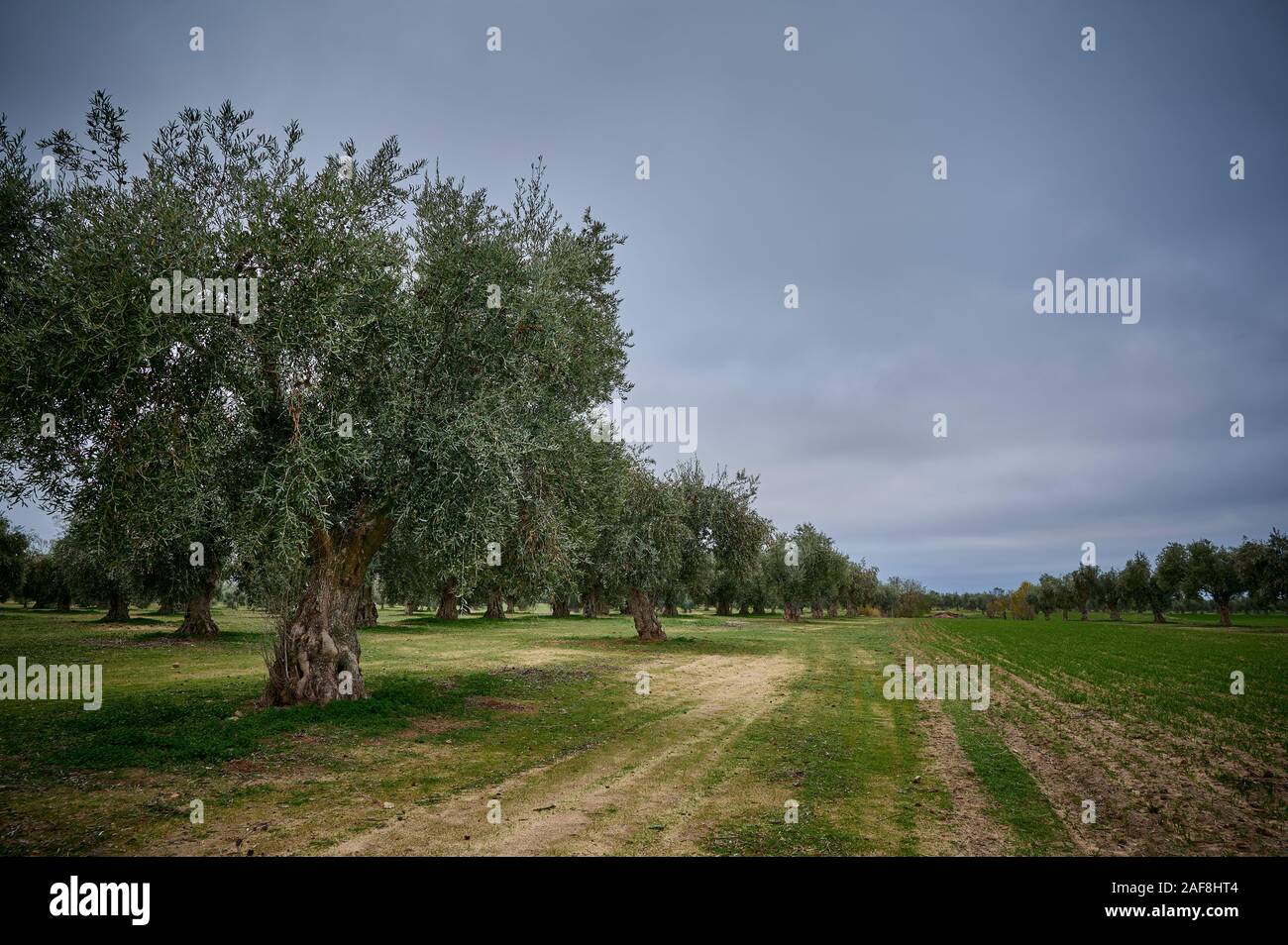 Picual olive hi-res stock photography and images - Alamy