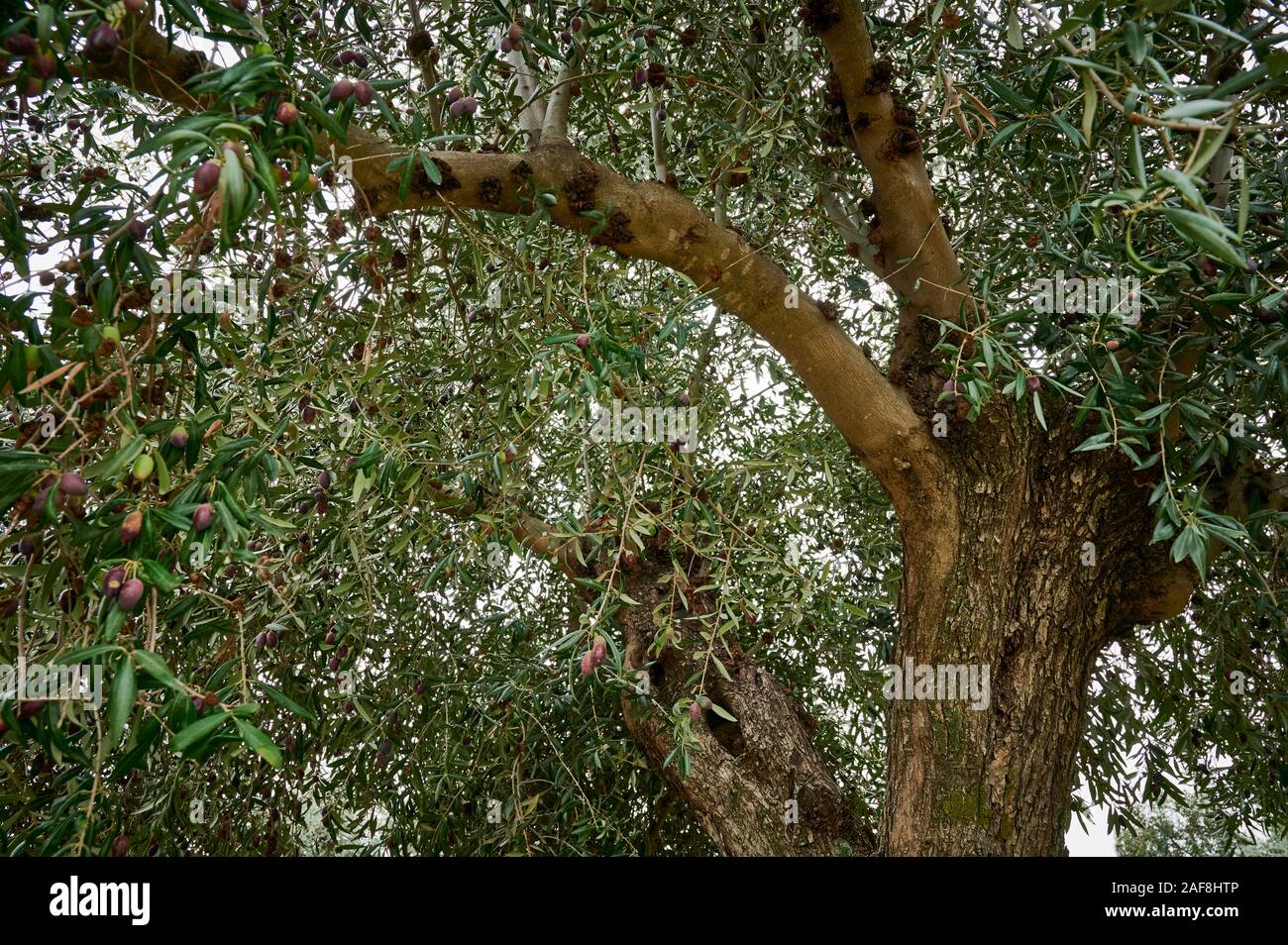 Picual olive hi-res stock photography and images - Alamy
