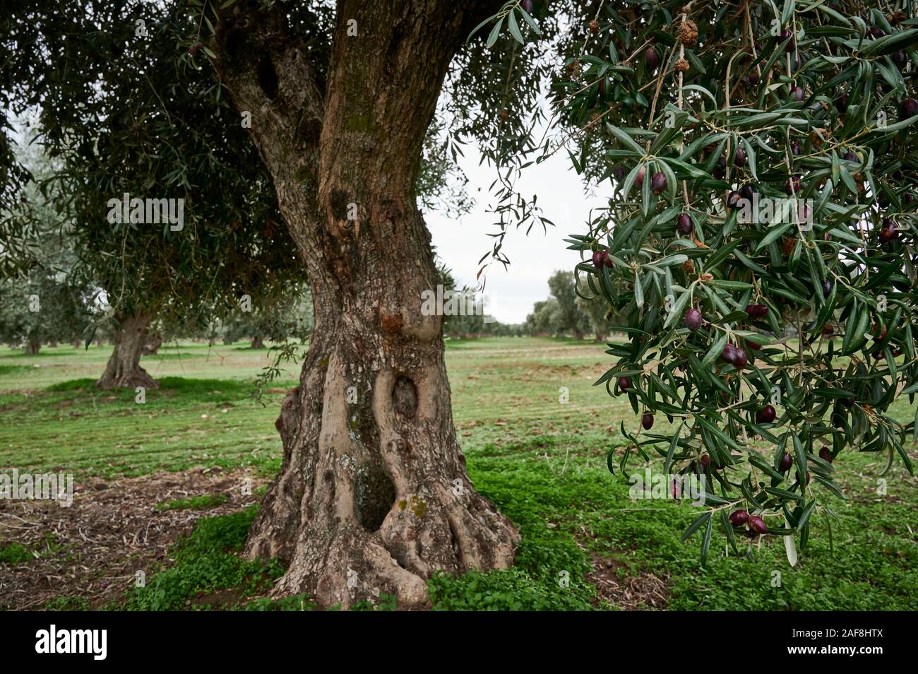 Picual olive hi-res stock photography and images - Alamy