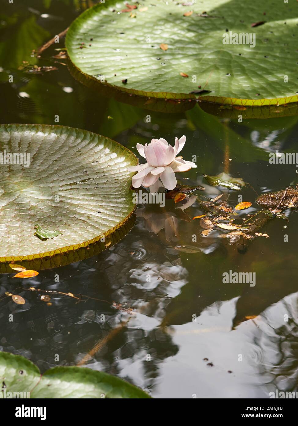 A water lily and lily pads in Singapore Stock Photo - Alamy
