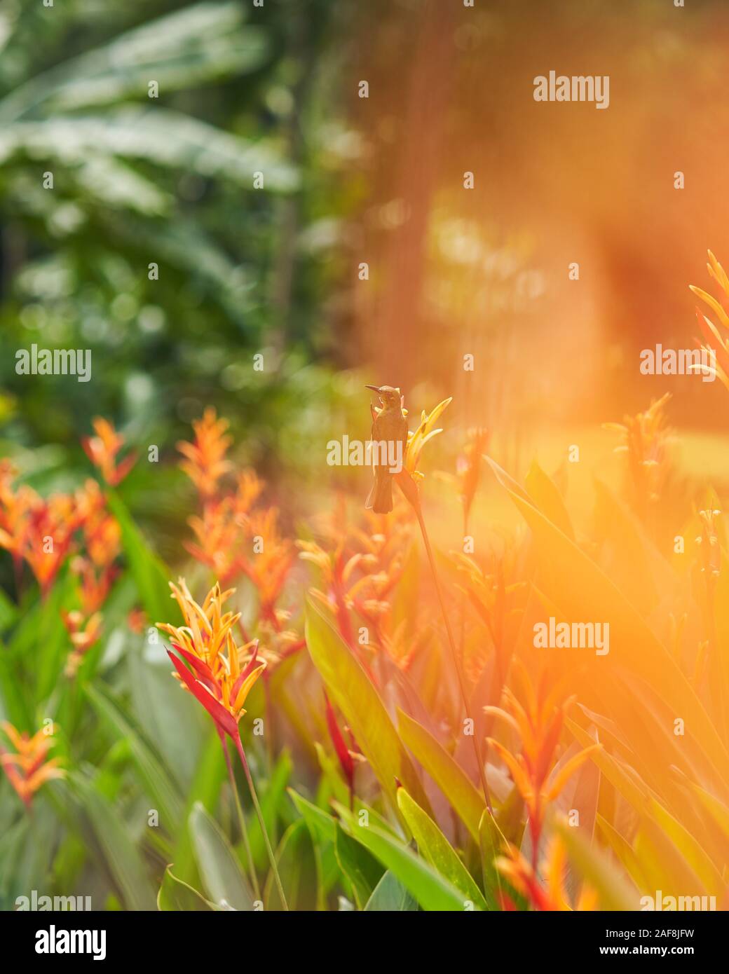 An Olive Backed sunbird on an exotic flowering plant in Singapore ...