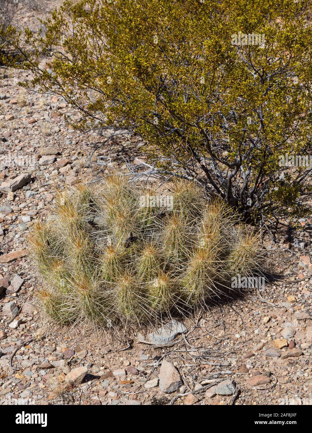 Big Bend National Park, Texas. Strawberry Pitaya (Echinocereus ...