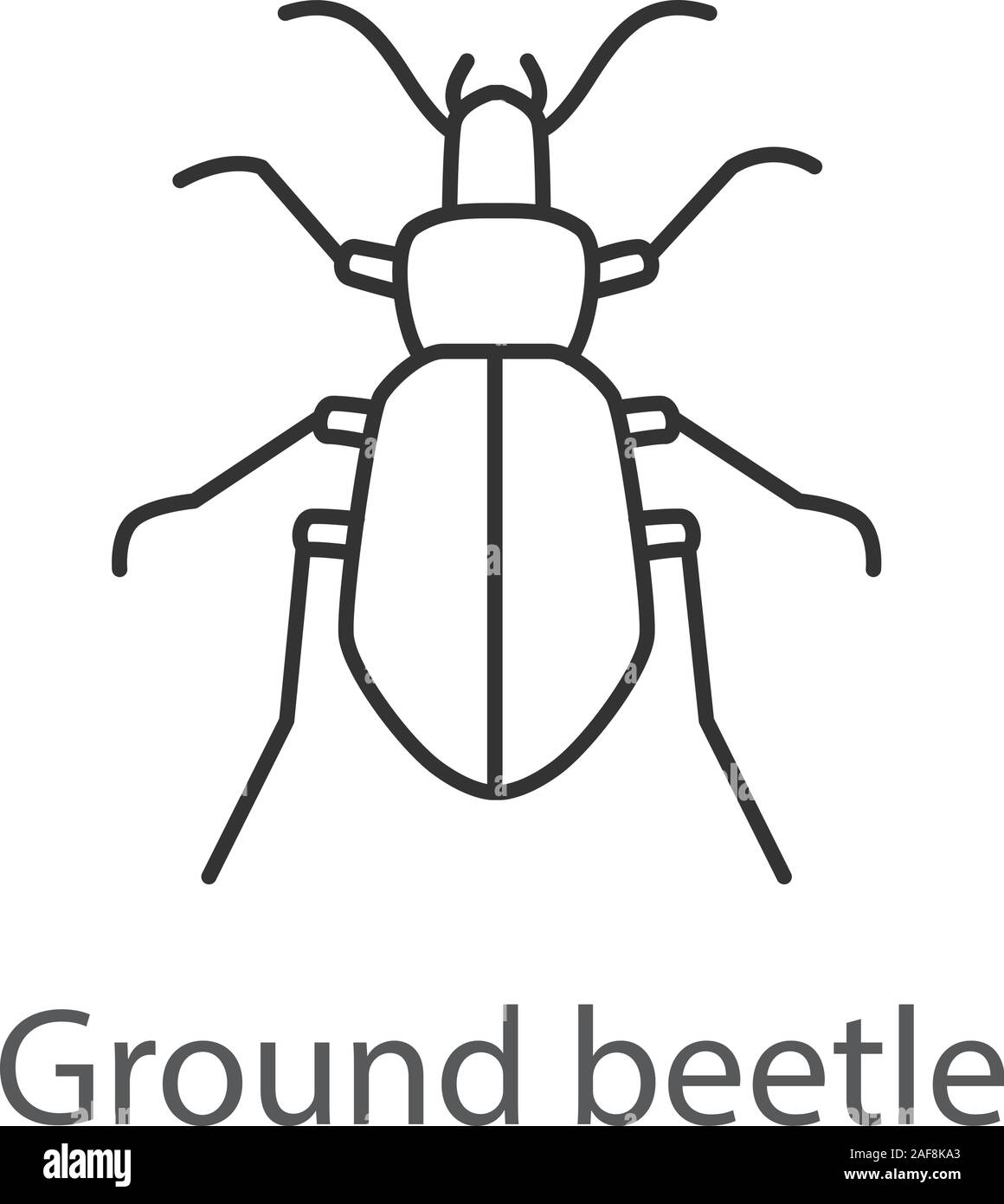 Beetle Drawing