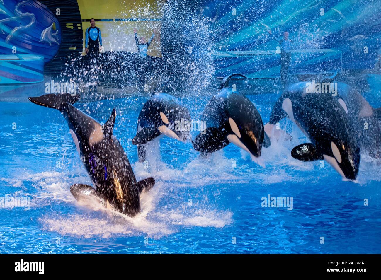 Orlando, Florida. November 16, 2019. Killer whales jumping in Miracles ...