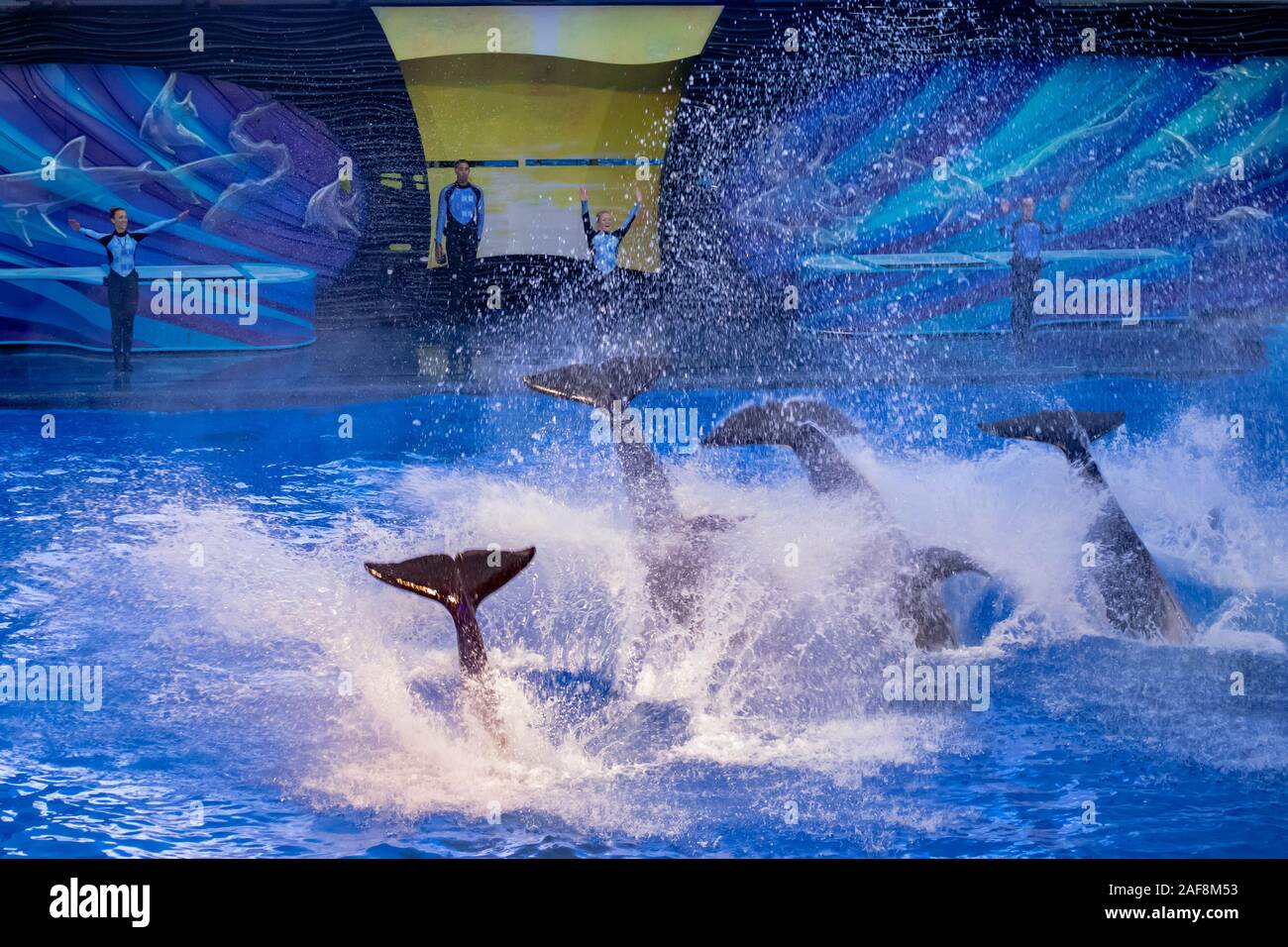 Orlando, Florida. November 16, 2019. Killer whales jumping in Miracles ...