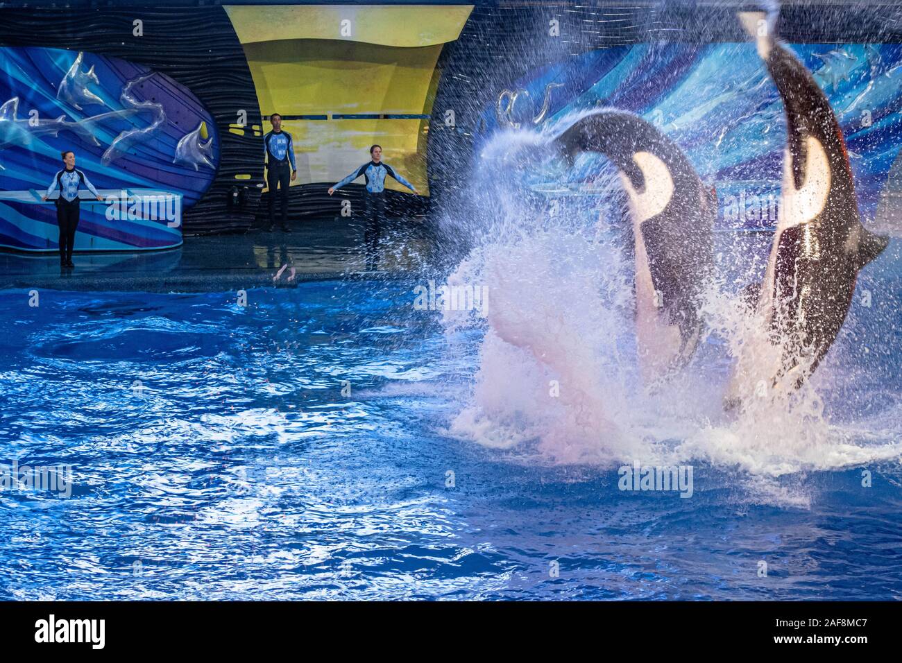 Orlando, Florida. November 16, 2019. Killer whales jumping in Miracles ...