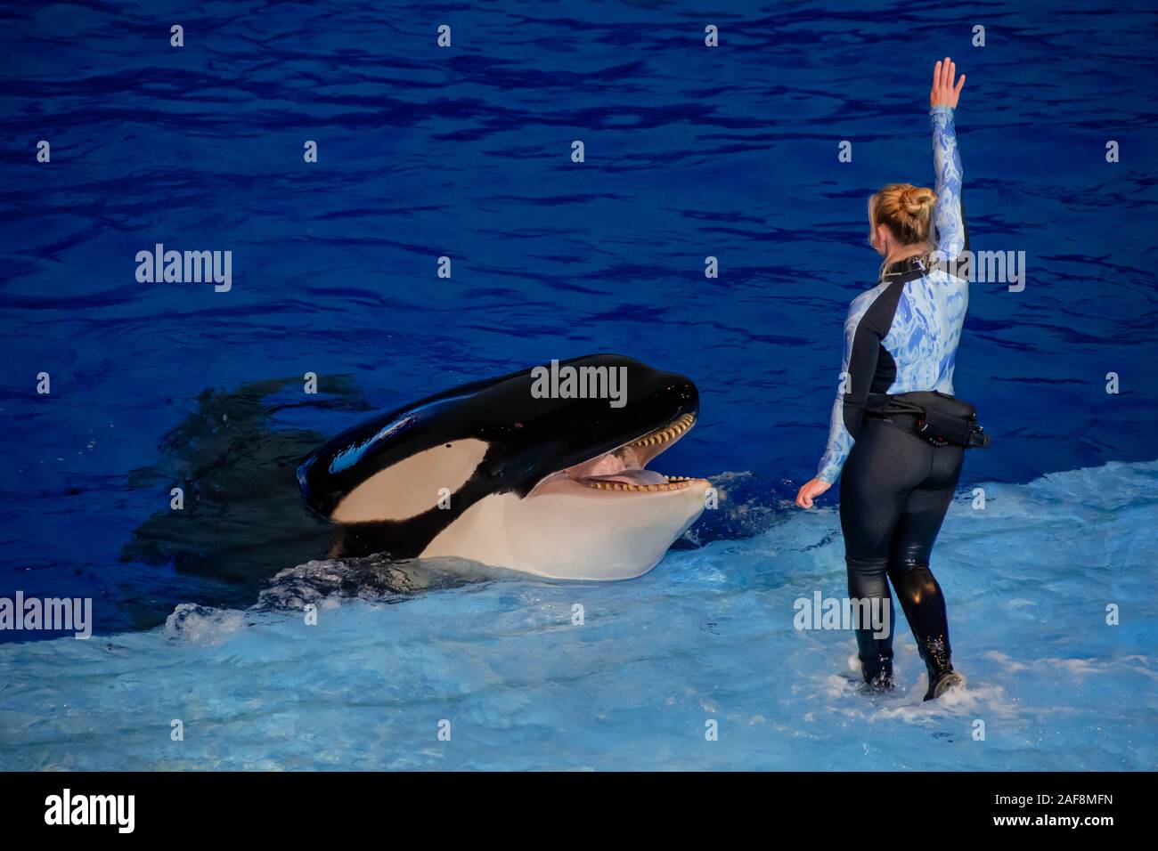 Killer whale and trainer in water hi-res stock photography and images ...