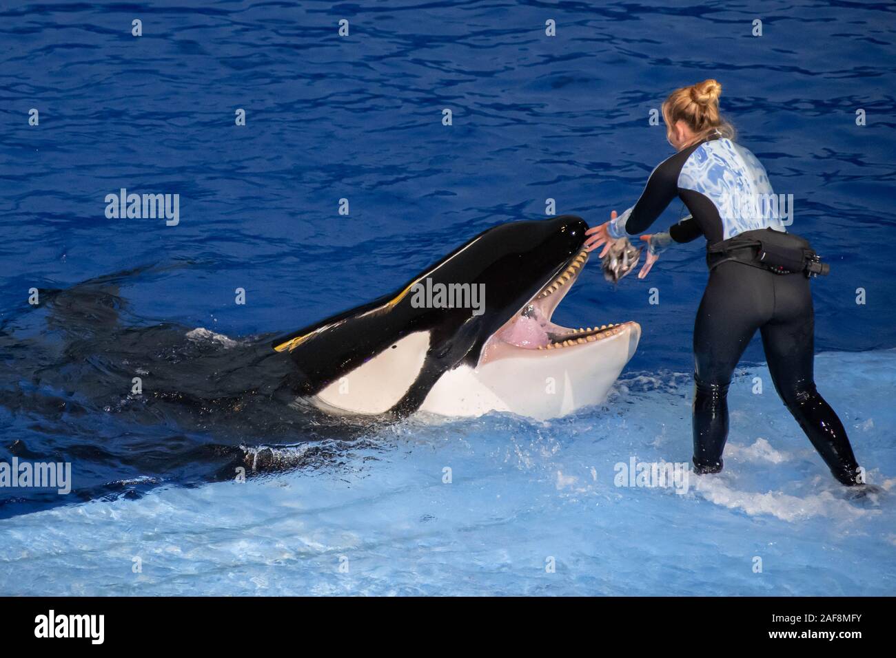 Sea world whale and trainer in water hi-res stock photography and ...