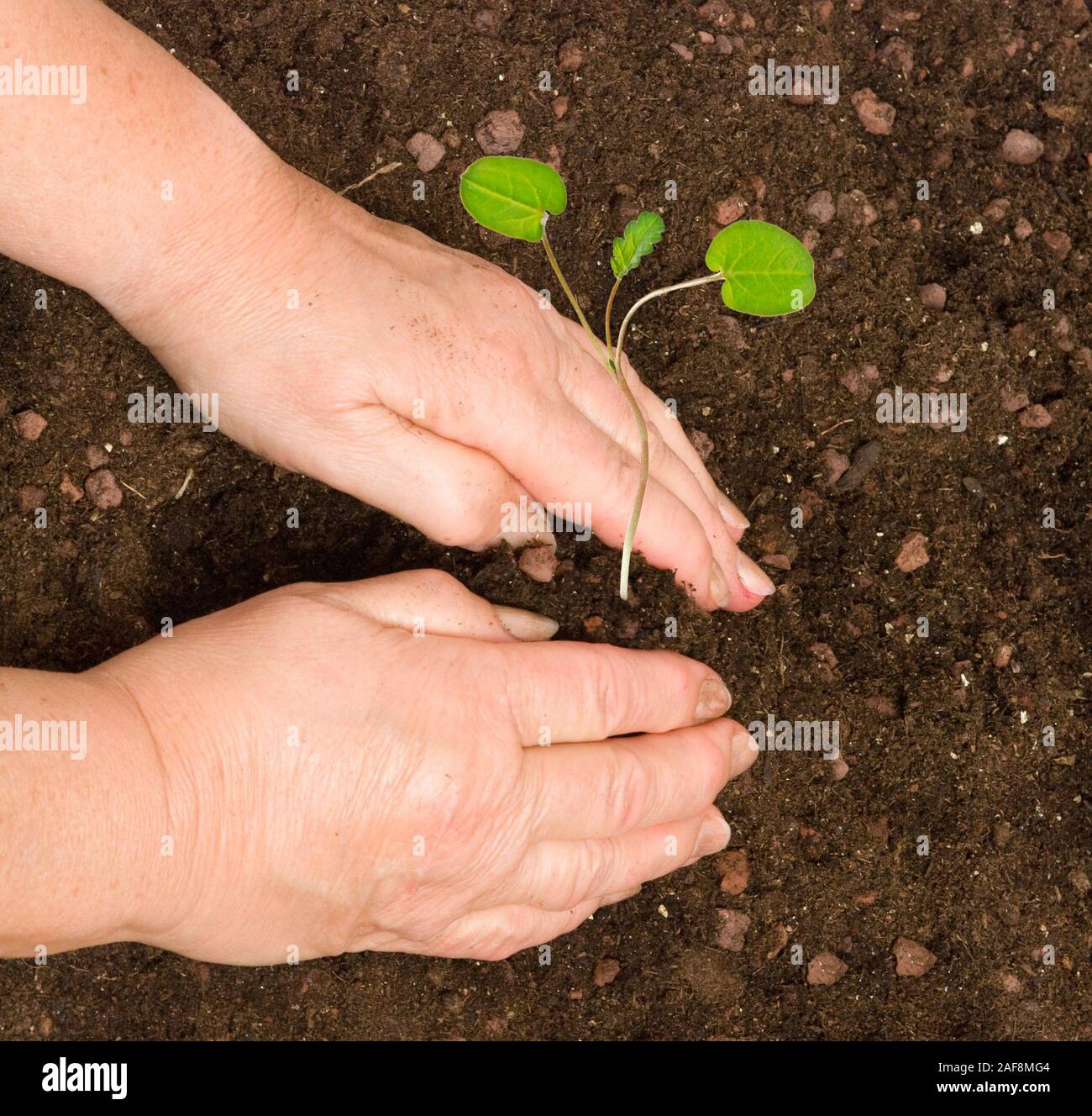 Planting a sapling Stock Photo - Alamy
