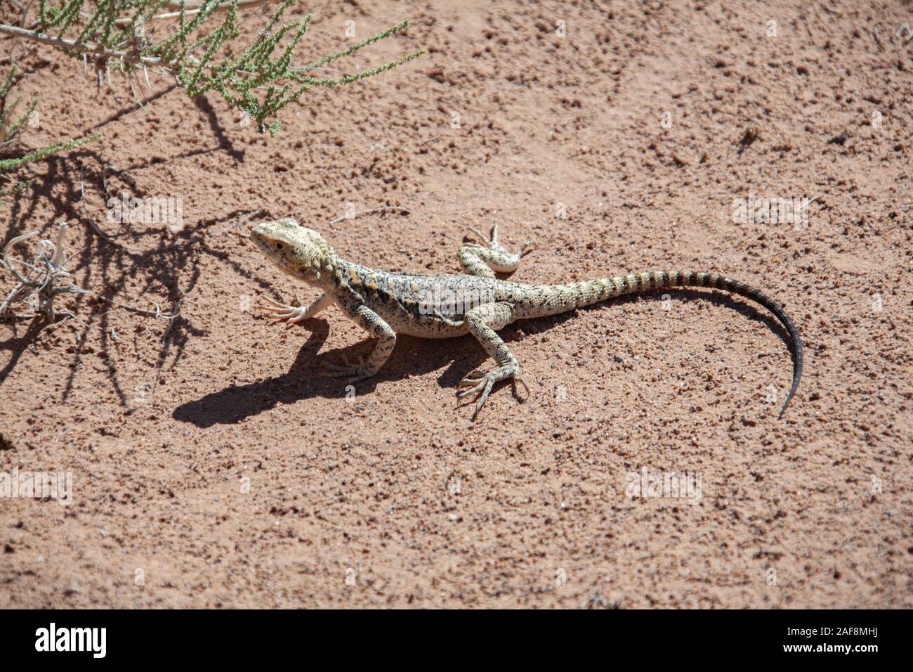 Lizard on gravel hi-res stock photography and images - Alamy