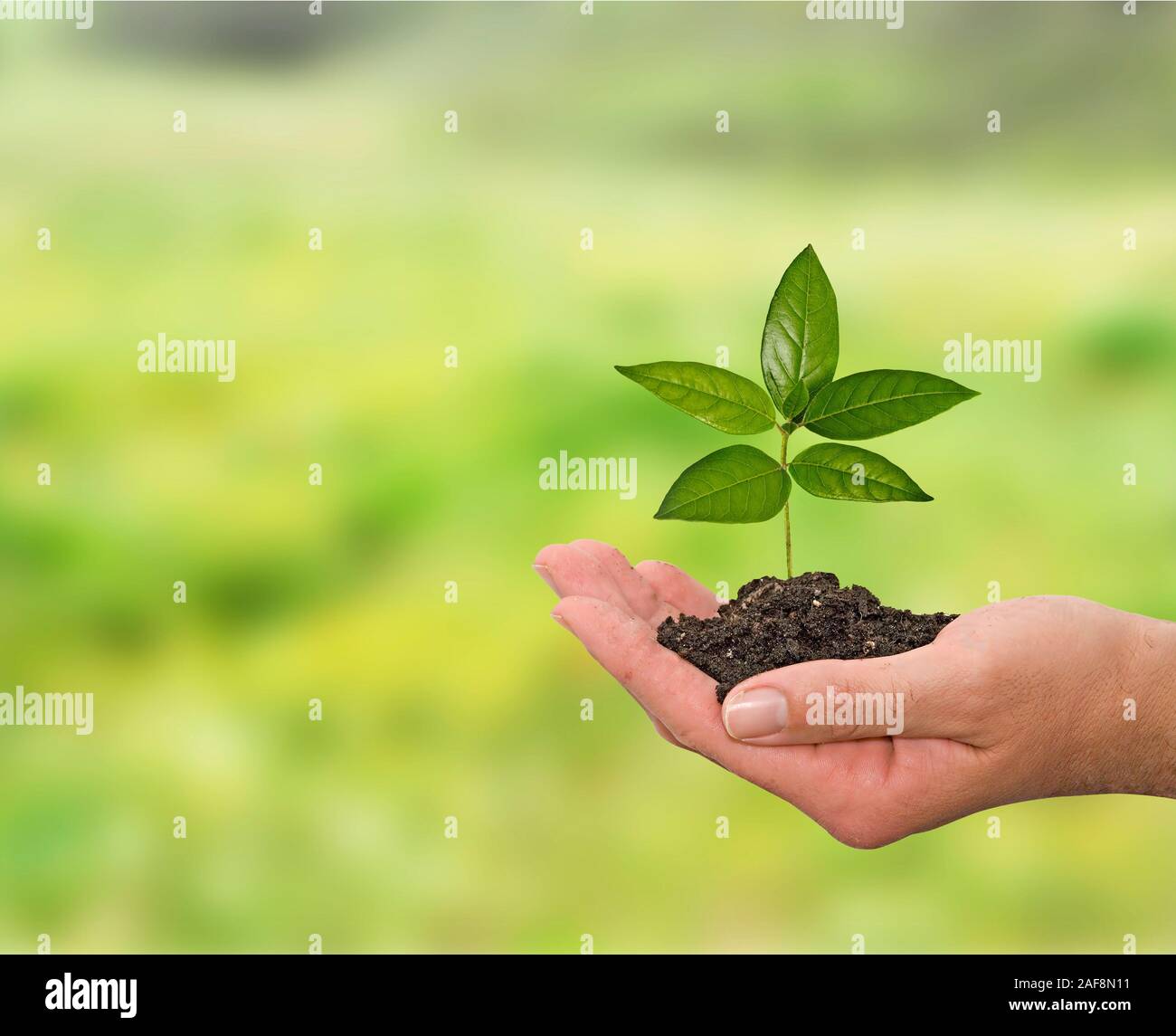 Sapling in hand Stock Photo - Alamy