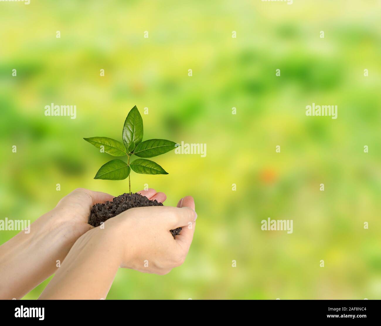Sapling in hands Stock Photo - Alamy