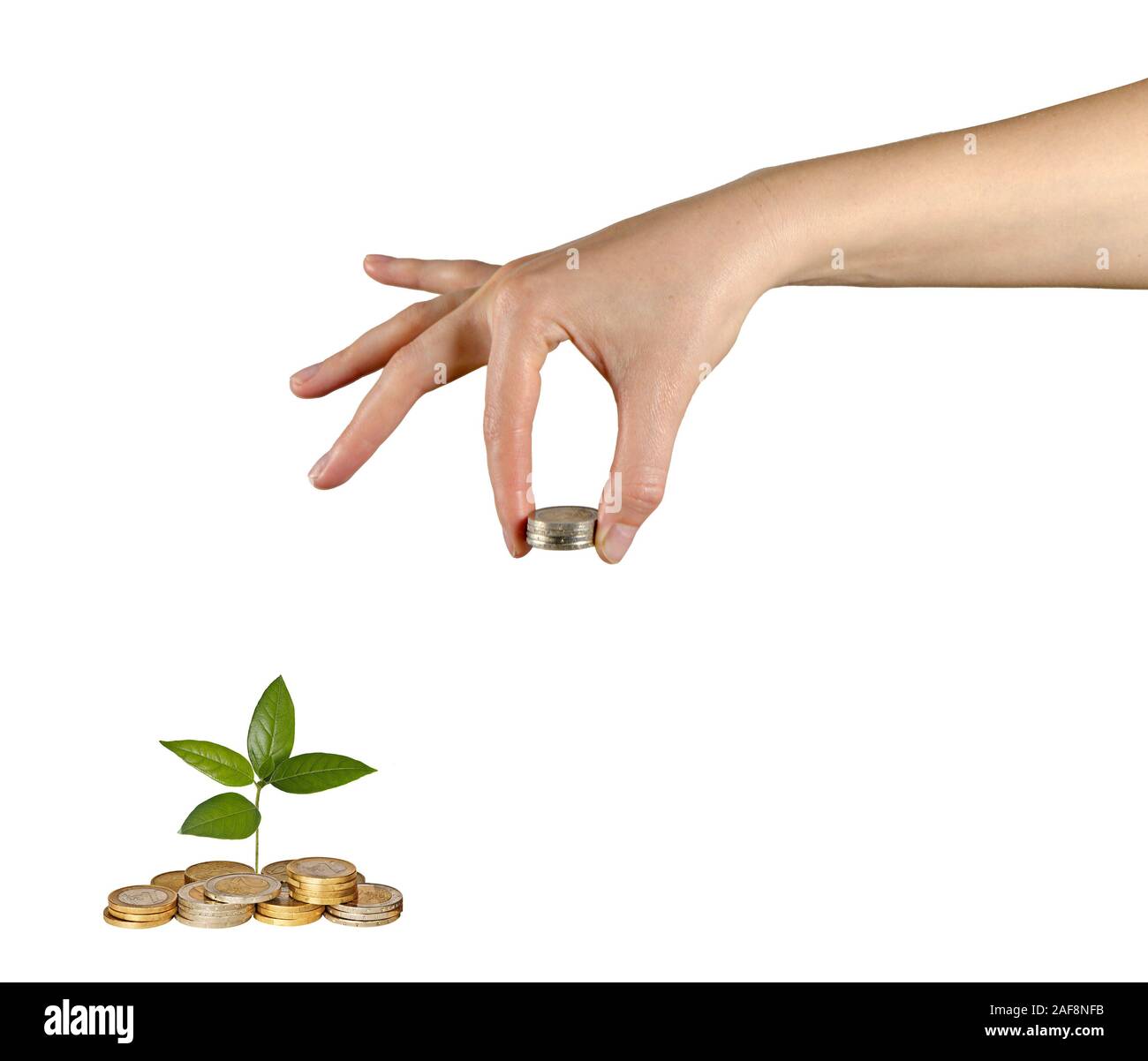 Money tree sapling growing Cut Out Stock Images & Pictures - Alamy