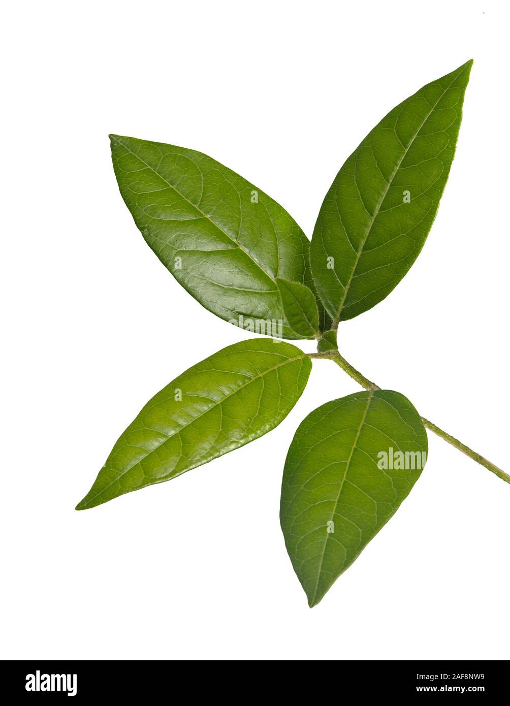 Sapling isolated on white background Stock Photo - Alamy