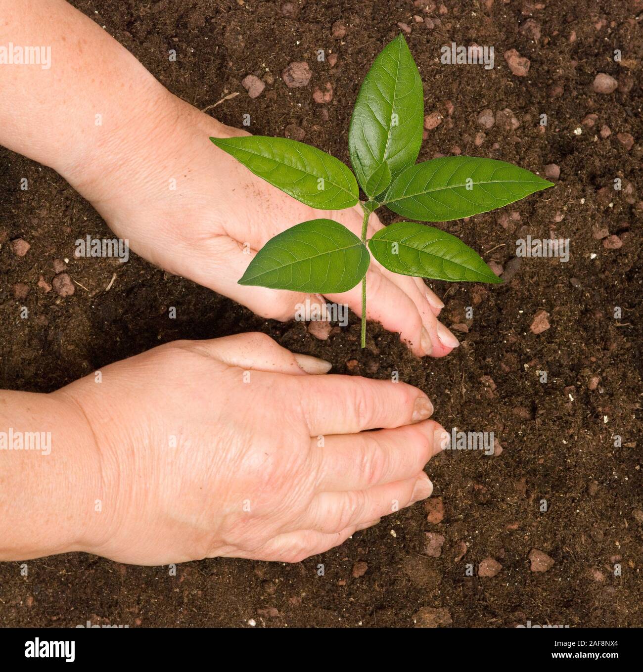 Planting a sapling Stock Photo - Alamy