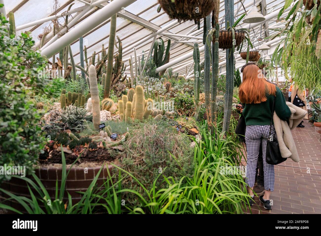 Barbican Conservatory interior, visitors wander around the glass roofed ...