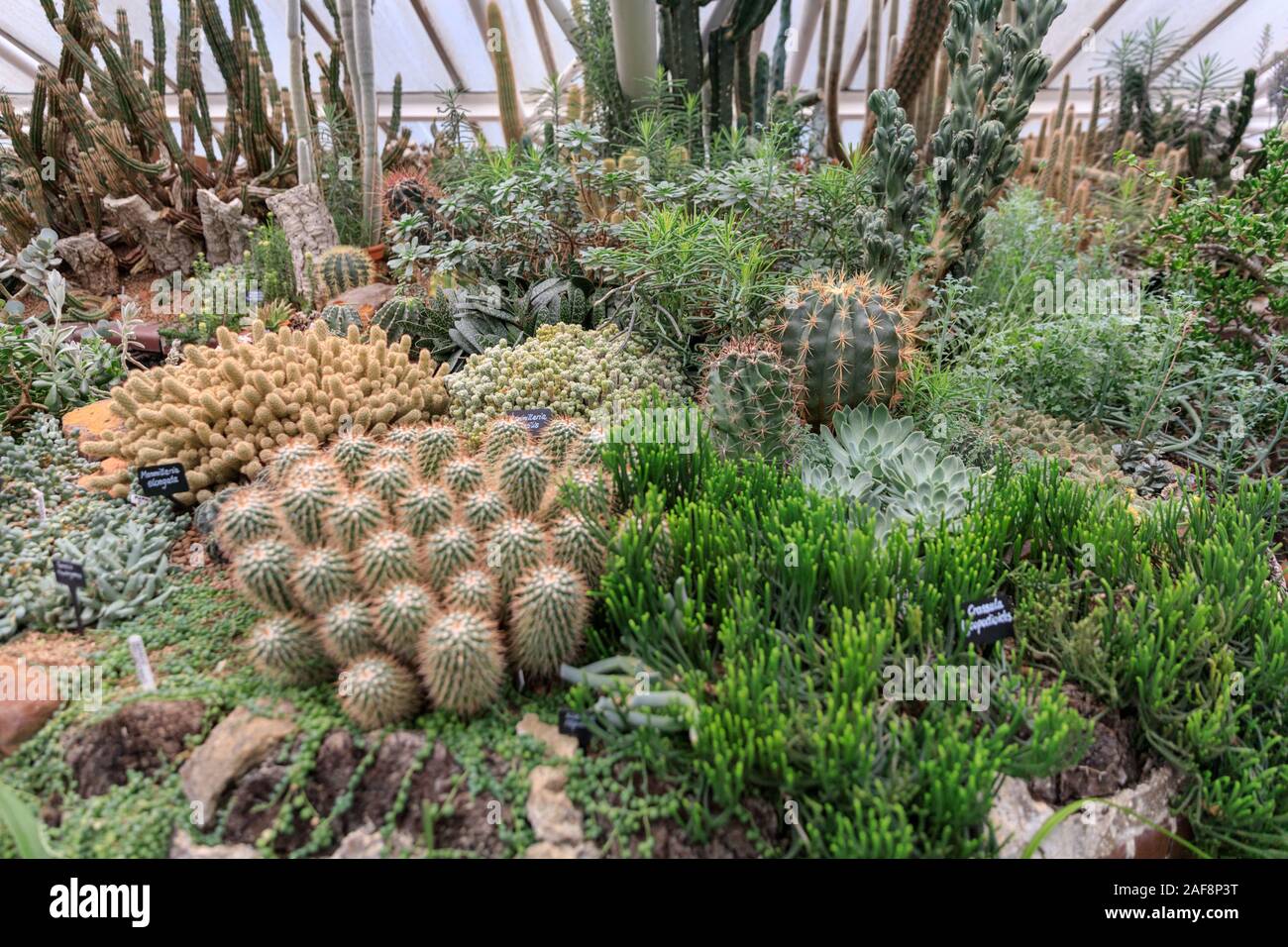 Barbican Conservatory interior, cacti and succulents, indoor gardens ...