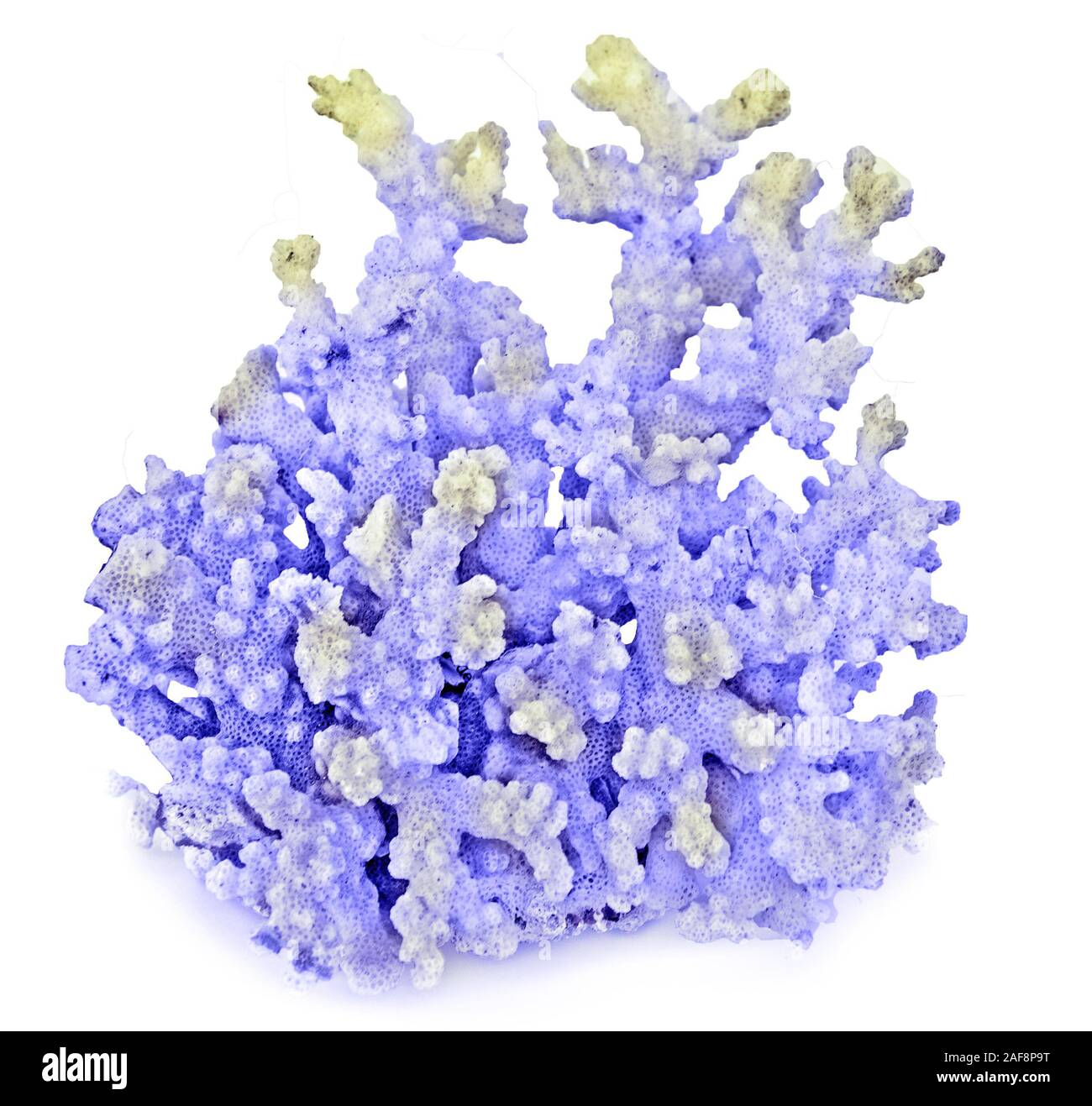 coral isolated on white background Stock Photo - Alamy