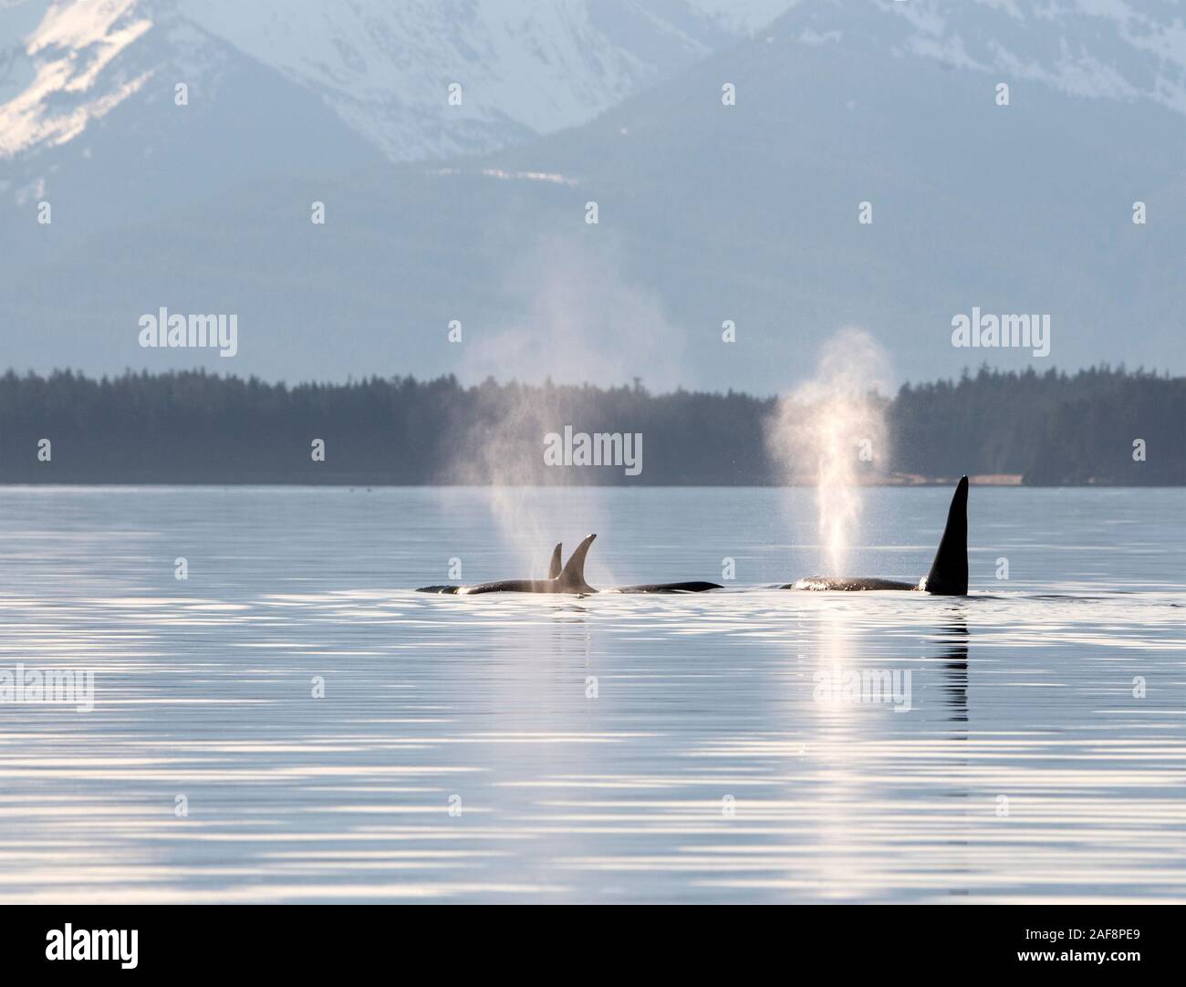 Orca pod hi-res stock photography and images - Alamy