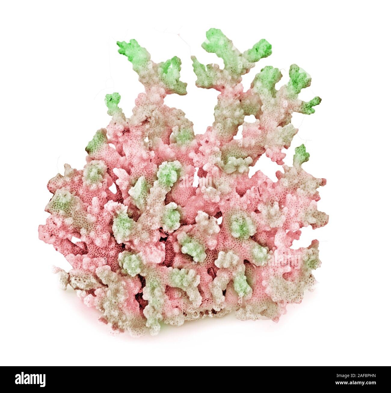 coral isolated on white background Stock Photo - Alamy