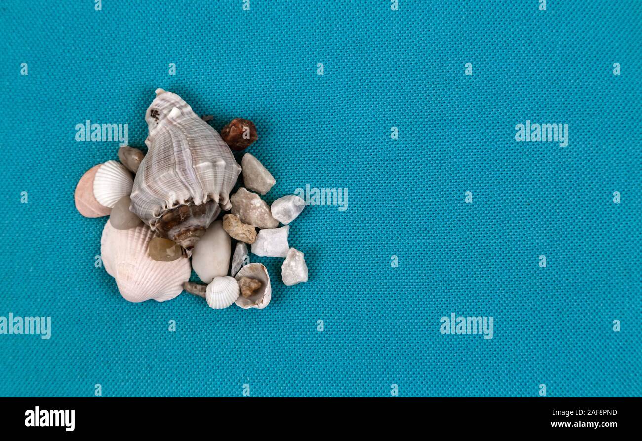 Sea shells laid out on a trendy aqua blue background with an empty ...