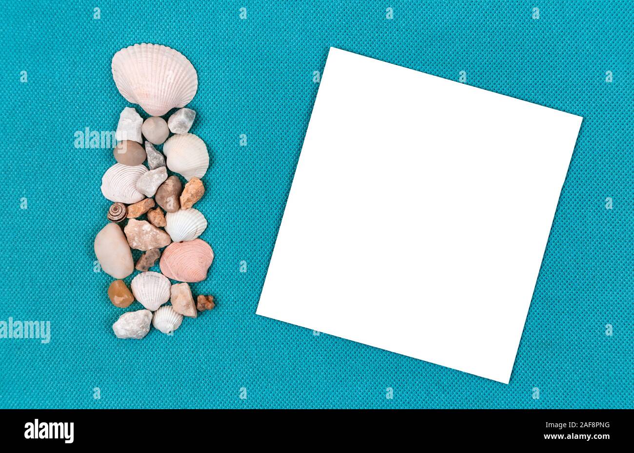 Sea shells laid out on a trendy aqua blue background with an empty ...