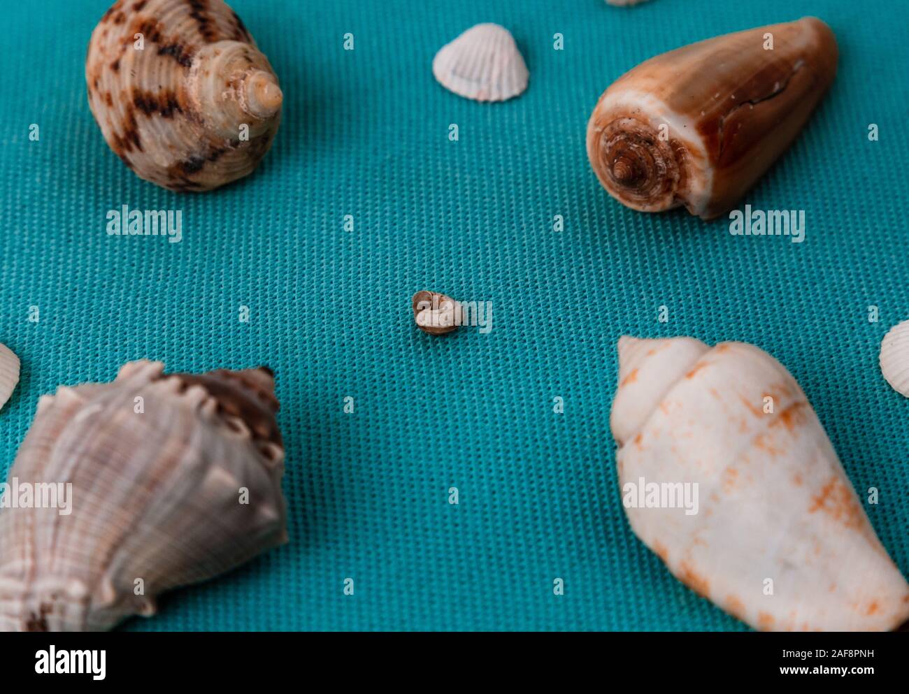 Sea shells laid out on a trendy aqua blue background with an empty ...