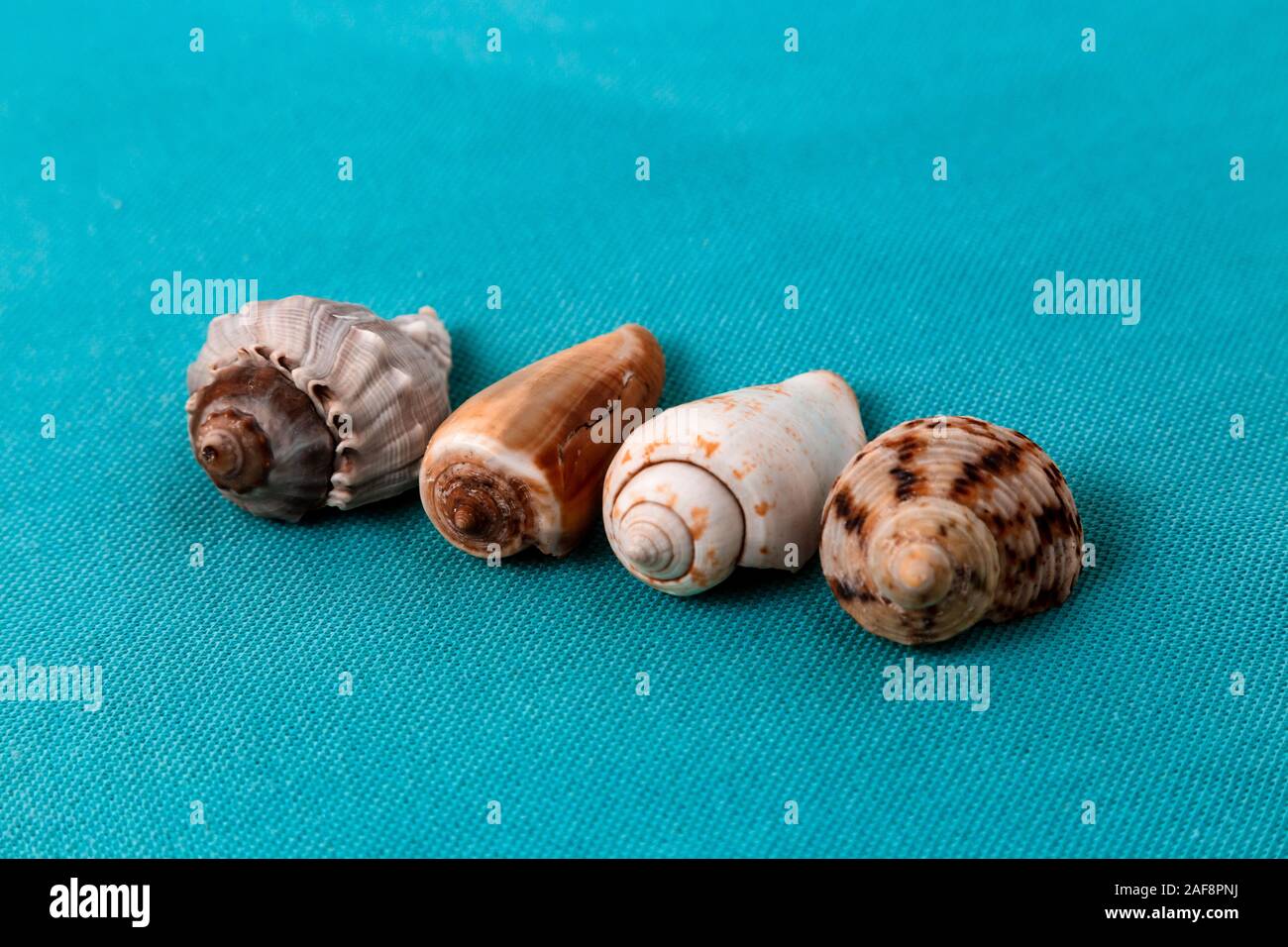 Sea shells laid out on a trendy aqua blue background with an empty ...