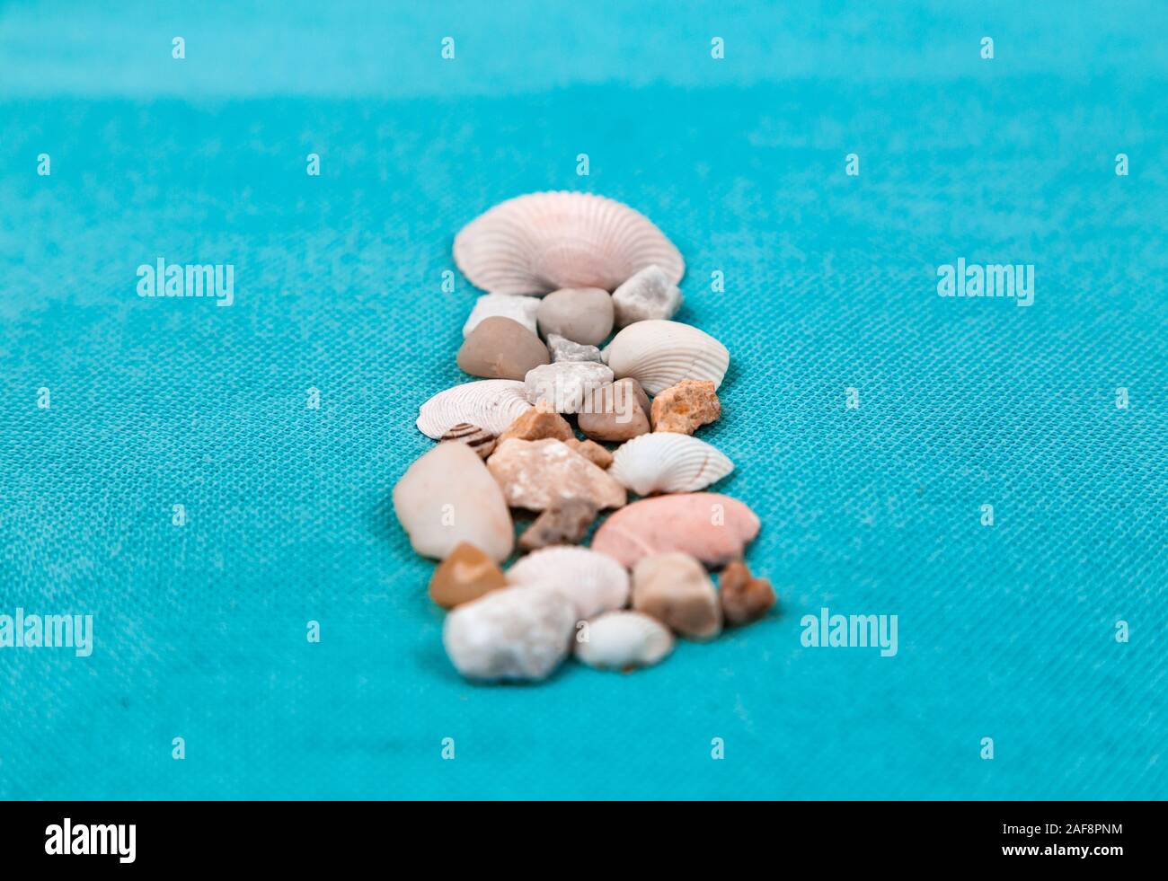 Sea shells laid out on a trendy aqua blue background with an empty ...