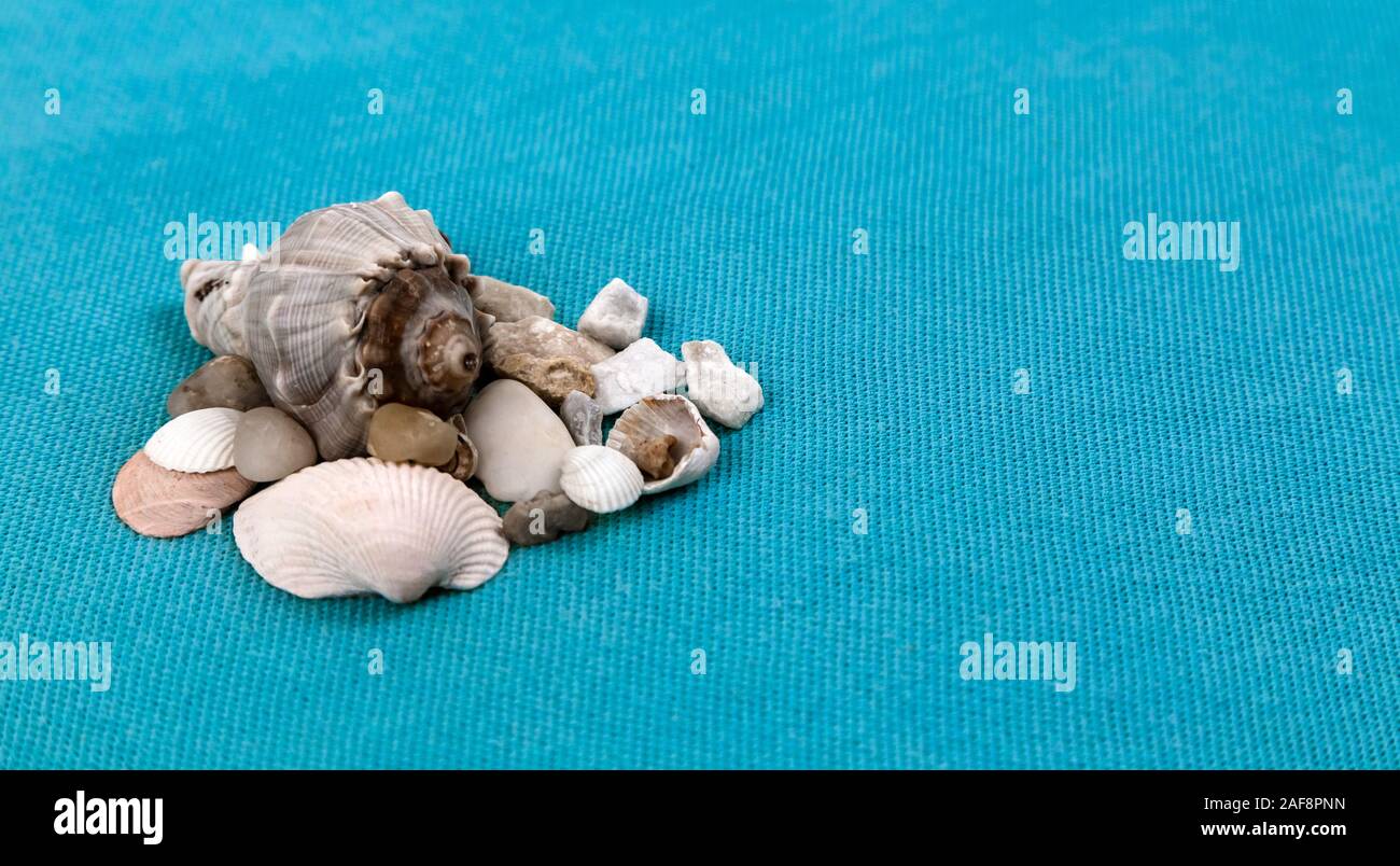 Sea shells laid out on a trendy aqua blue background with an empty ...