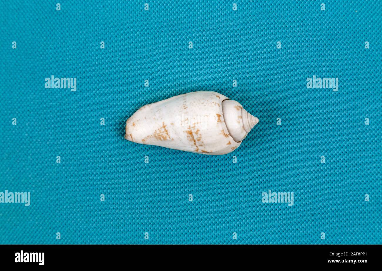 Isolated seashell on a trendy aqua blue background. Close-up of shell ...