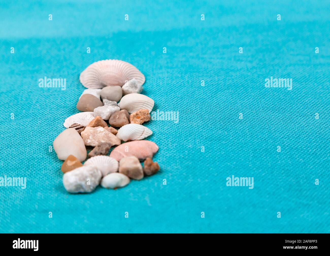 Sea shells laid out on a trendy aqua blue background with an empty ...