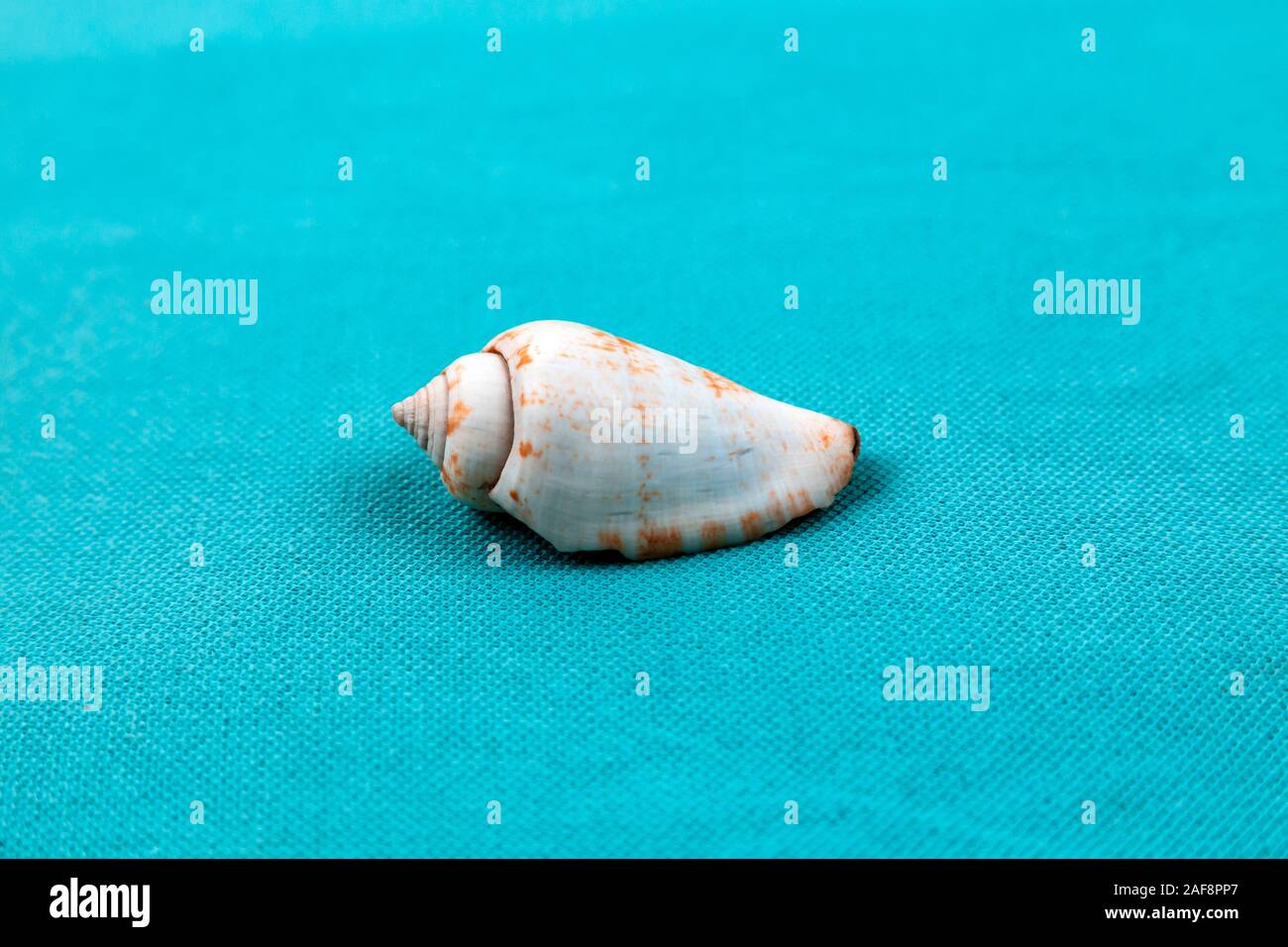 Isolated seashell on a trendy aqua blue background. Close-up of shell ...