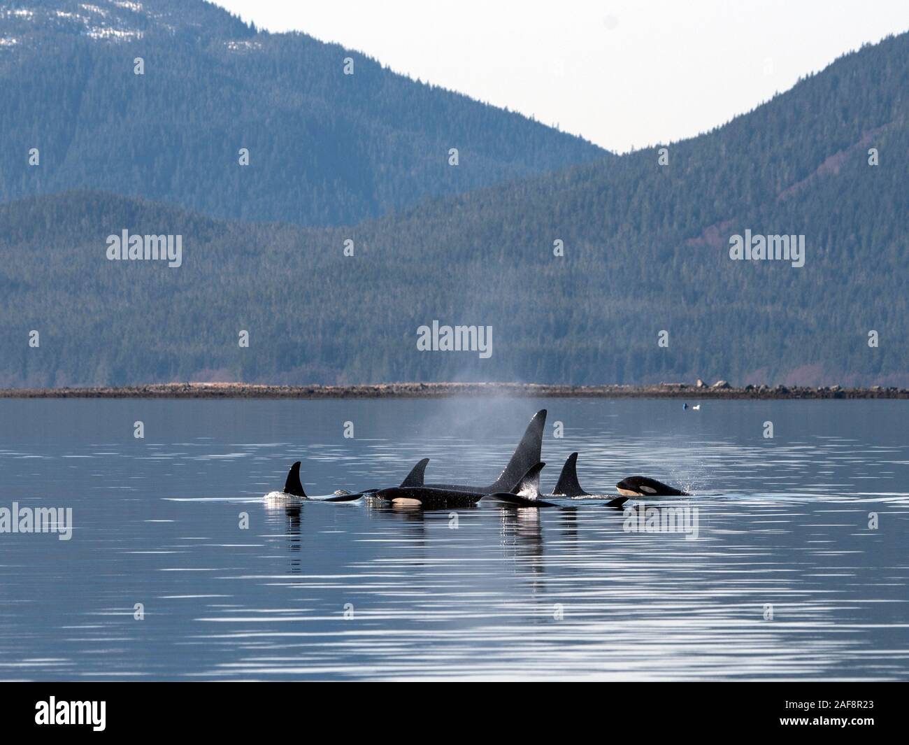 Alaska orca whale hi-res stock photography and images - Alamy