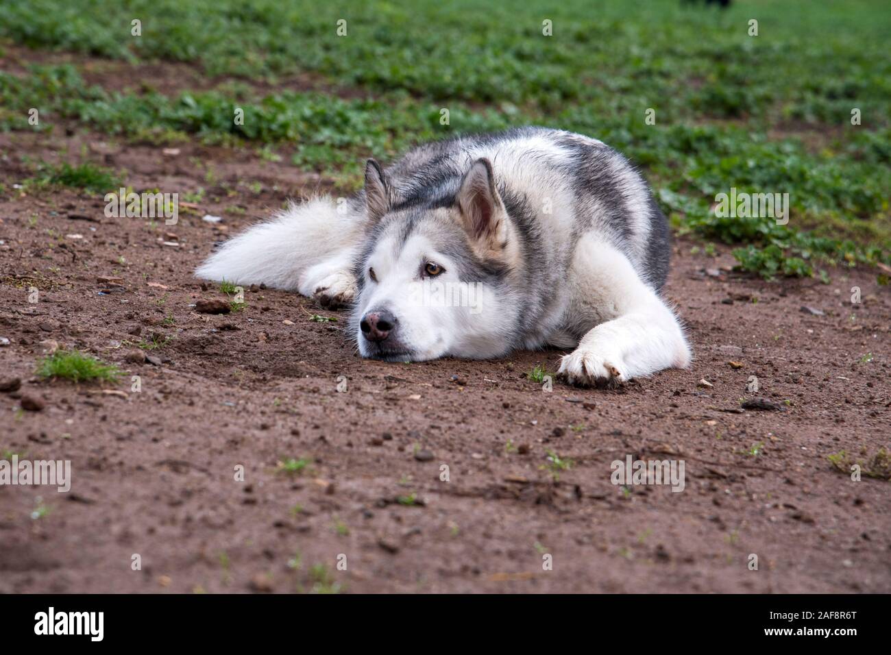alaskan malamute dog, running happy at the park in Rome Stock Photo - Alamy