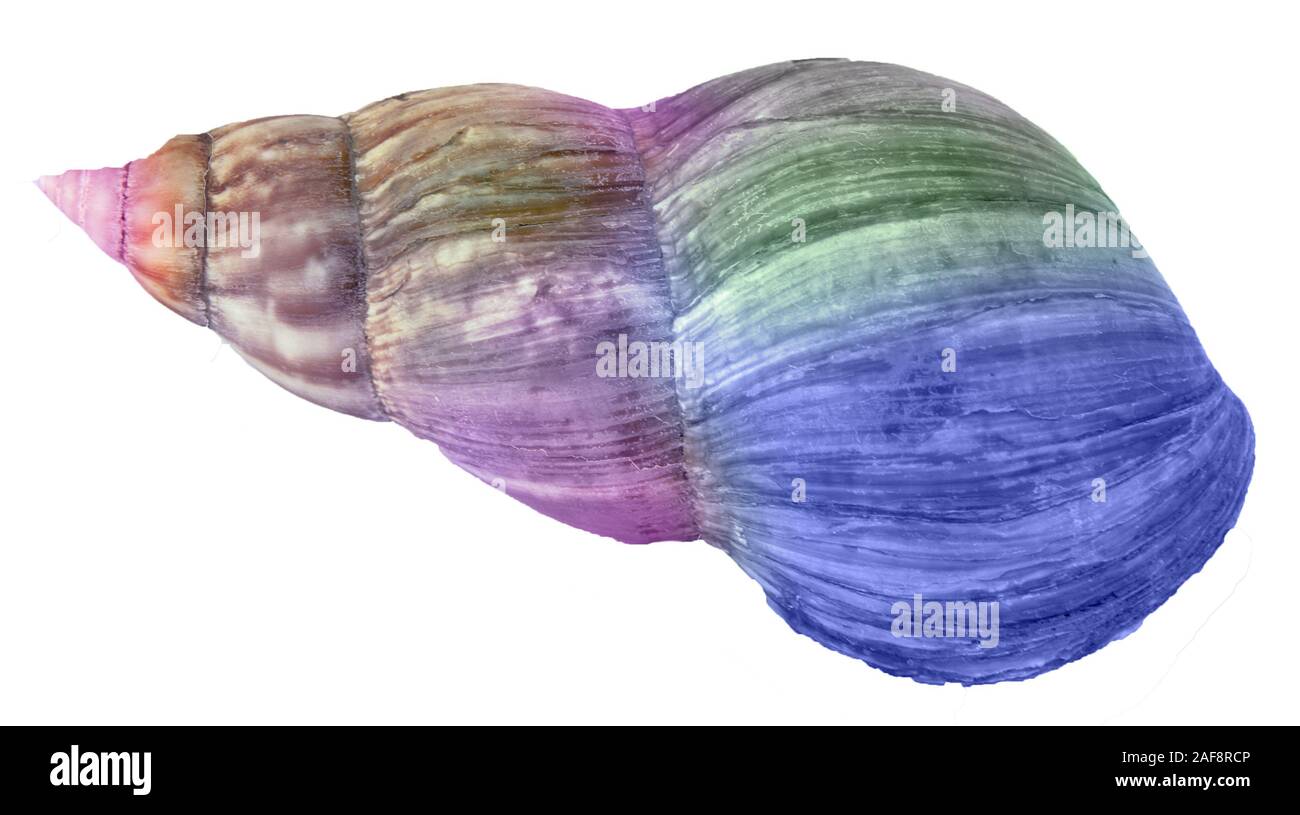 Shell of achatina isolated on white background Stock Photo - Alamy
