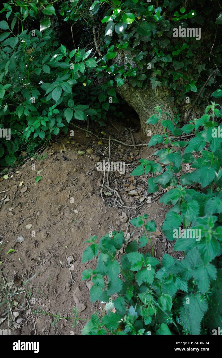Badger tunnel hi-res stock photography and images - Alamy