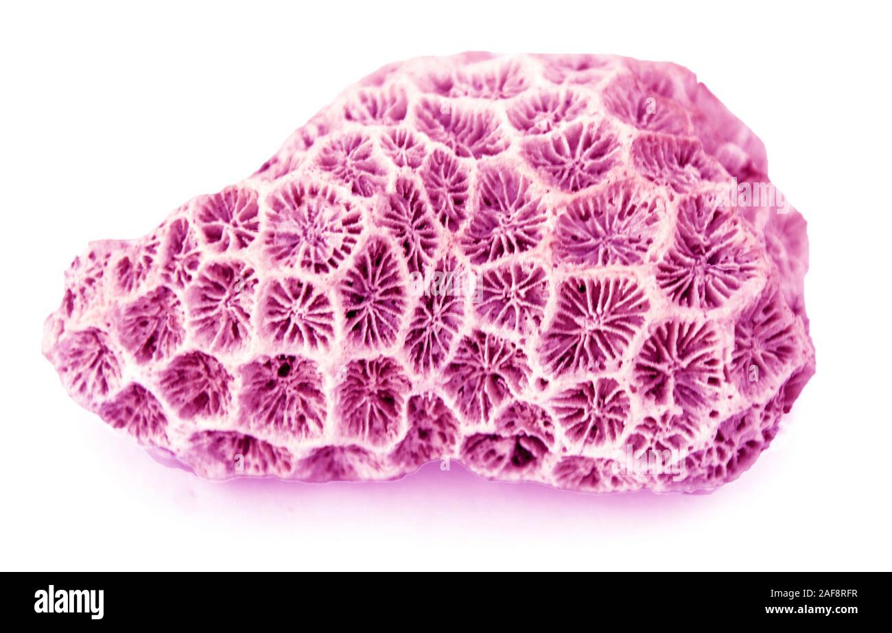 Coral isolated on white background Stock Photo - Alamy