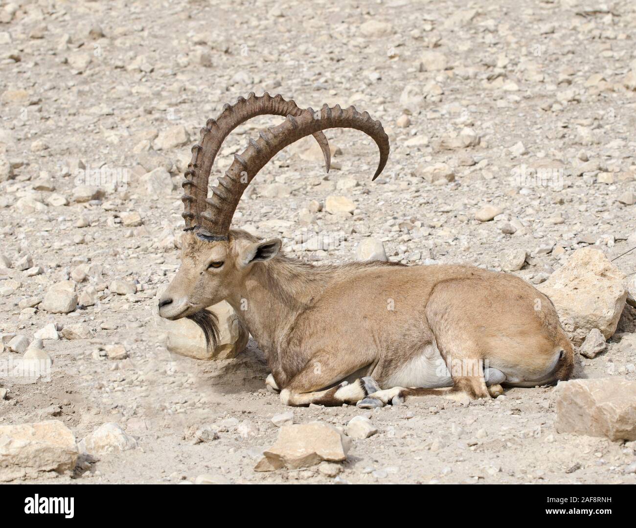 Ibex ein gedi hi-res stock photography and images - Alamy