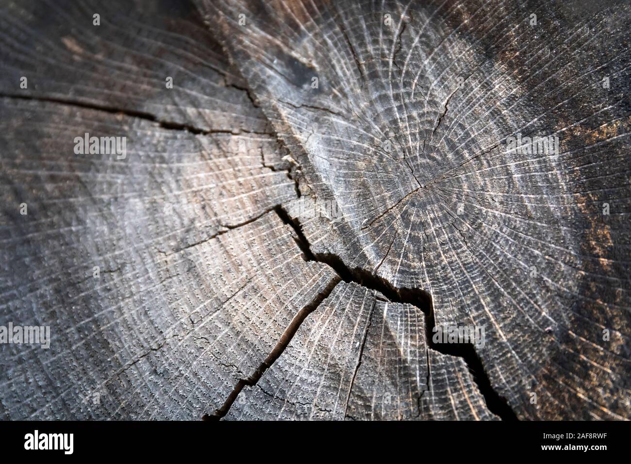 Wood rings hi-res stock photography and images - Alamy