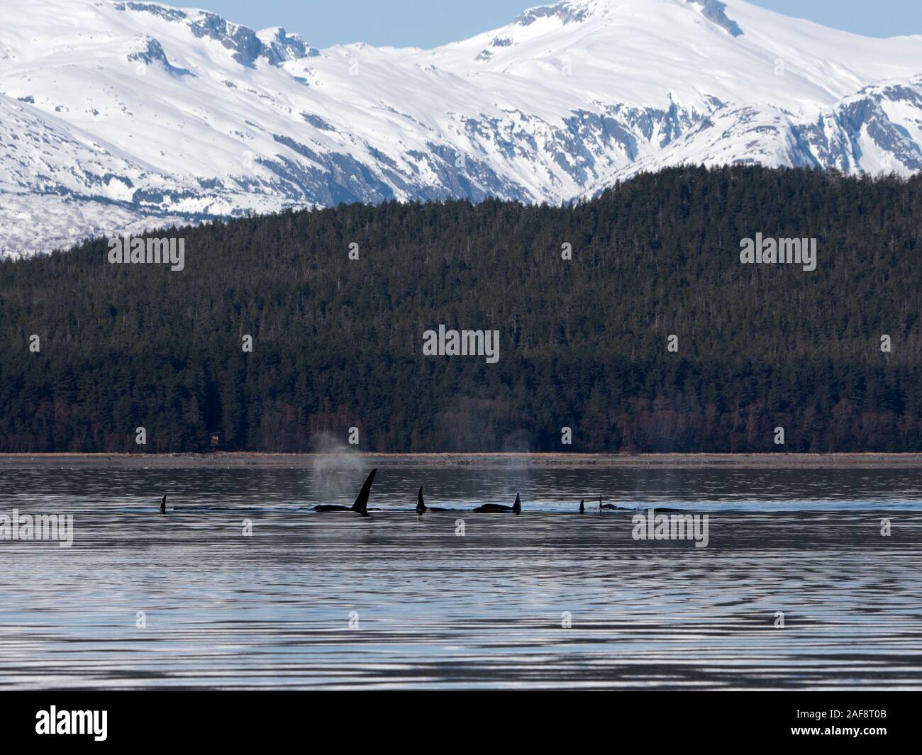 Orca Pod South Shelter with Chilkat Range, Southeast Alaska Stock Photo ...