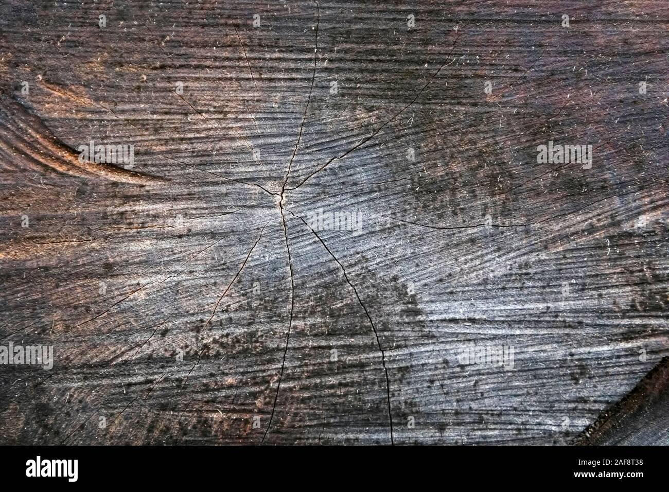 Wood rings hi-res stock photography and images - Alamy