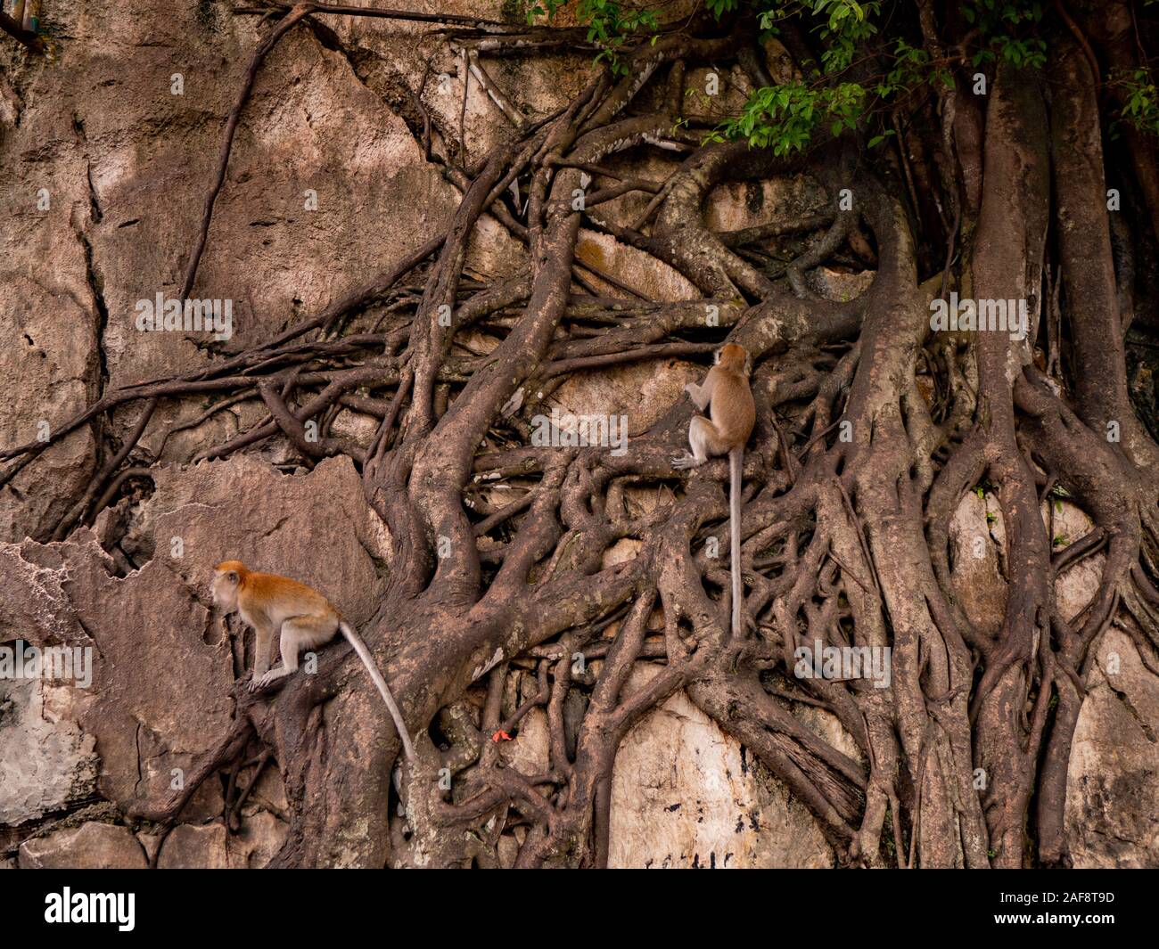 Long tail monkey hi-res stock photography and images - Alamy