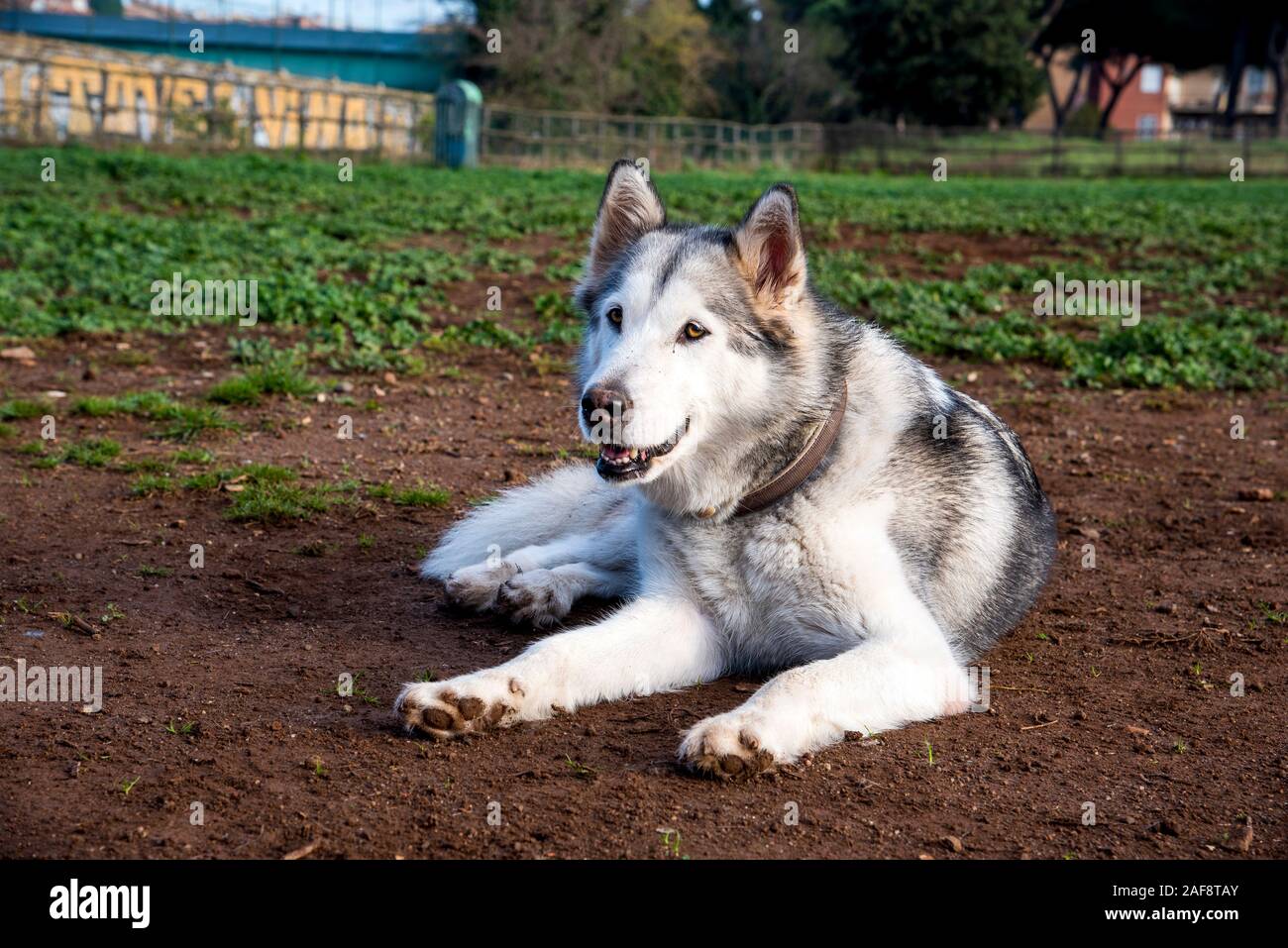 alaskan malamute dog, running happy at the park in Rome Stock Photo - Alamy