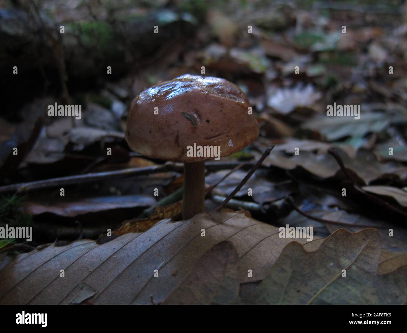 Boletaceae cepe hi-res stock photography and images - Alamy