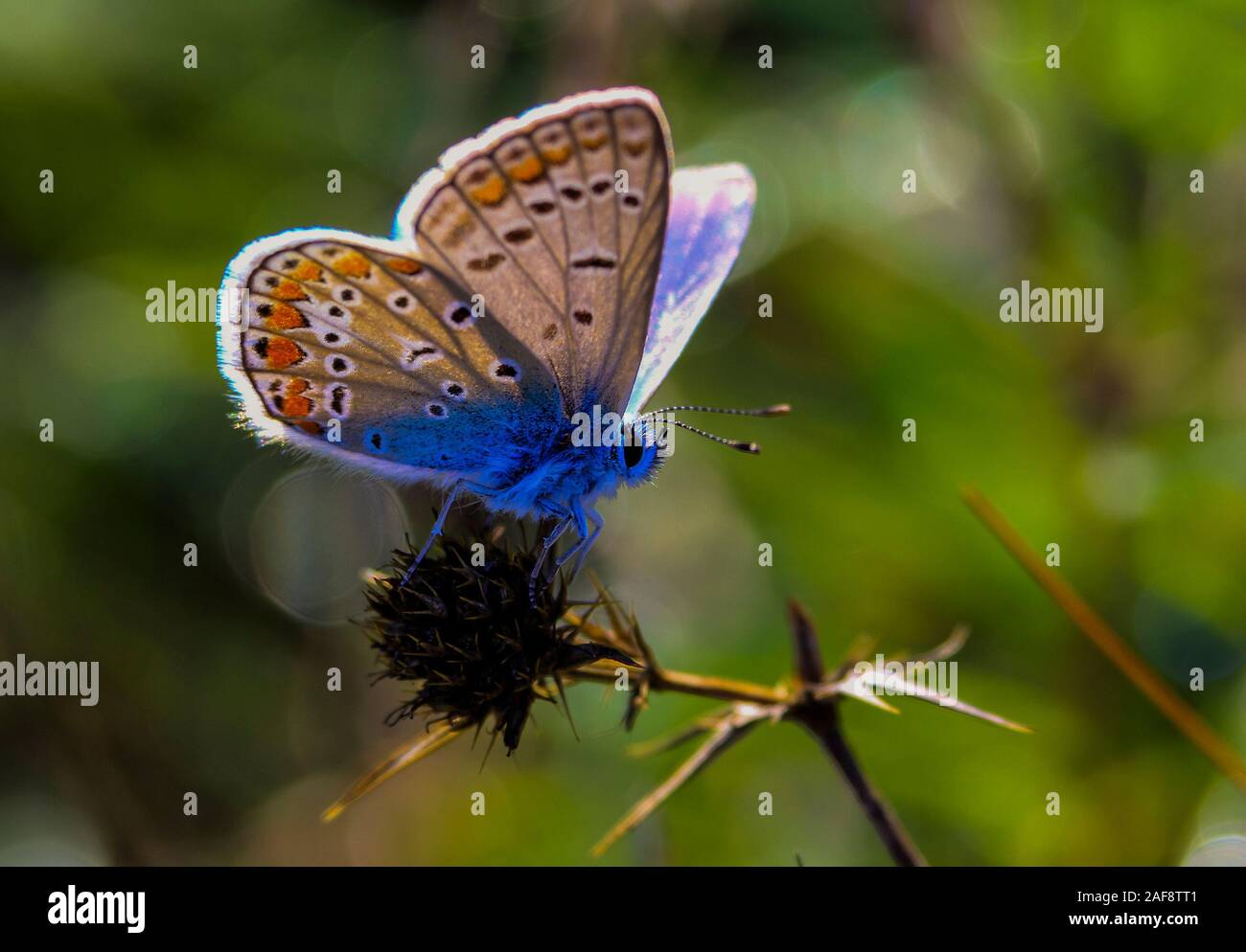 Raindrop butterfly hi-res stock photography and images - Alamy