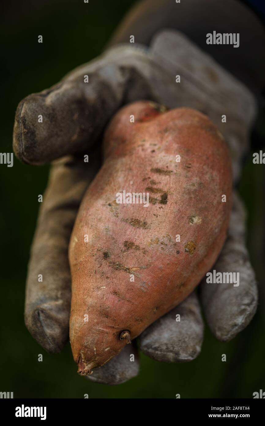 Sweet potato harvesting hi-res stock photography and images - Alamy